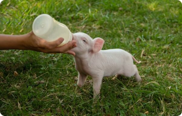 Piglet Milk Replacers | ErinGold